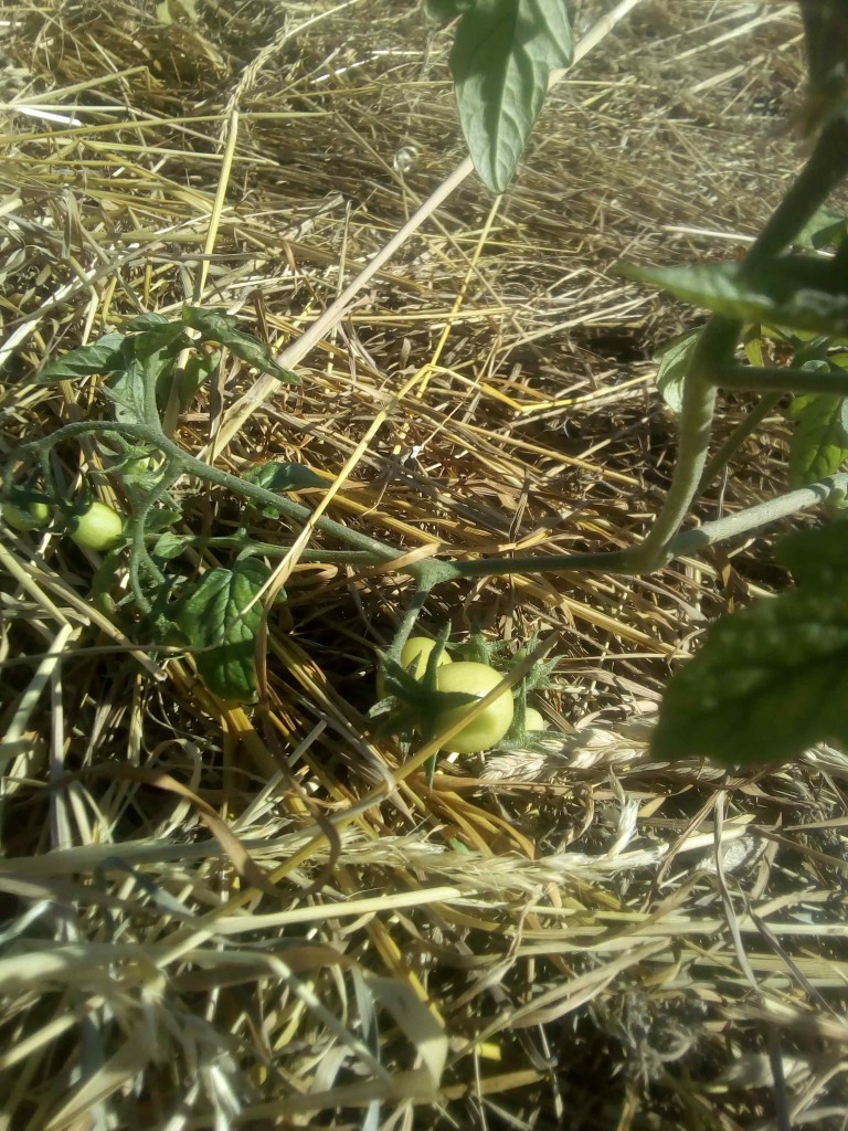 Tout savoir sur la Z-Machine: explication et fonctionnement - Page 12