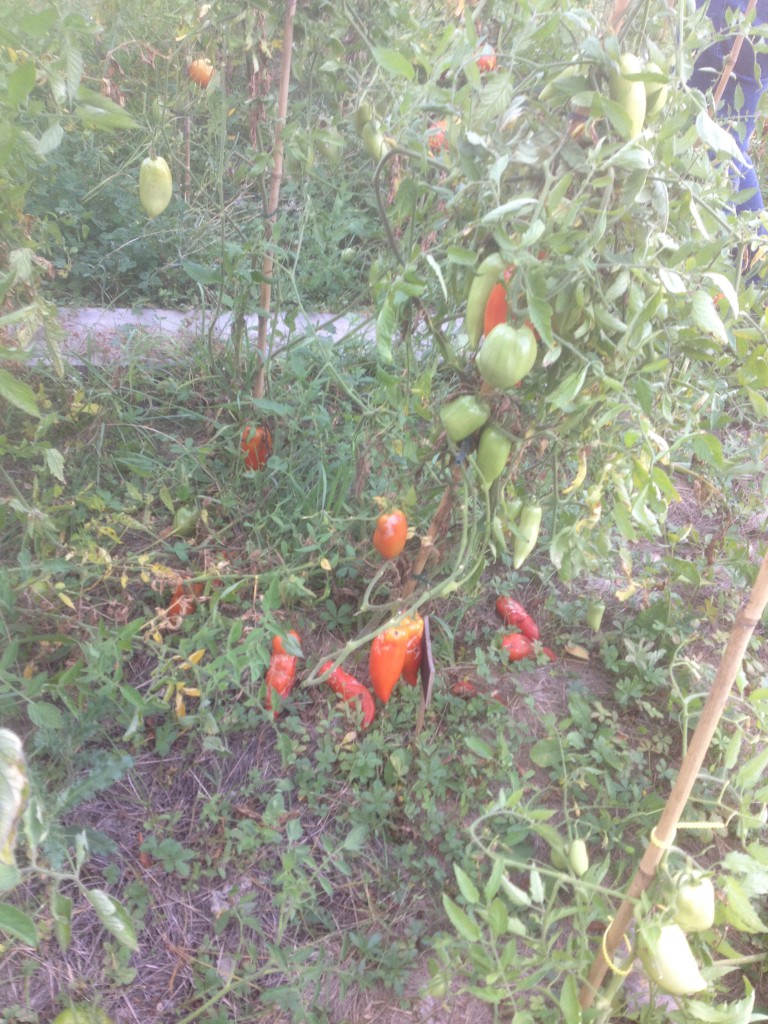 molécula de agua: dextrógiro o levógiro?